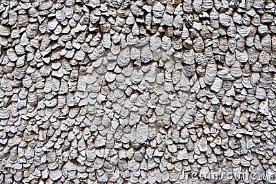 Oyster Shell Wall Stock Image - Image: 25727501