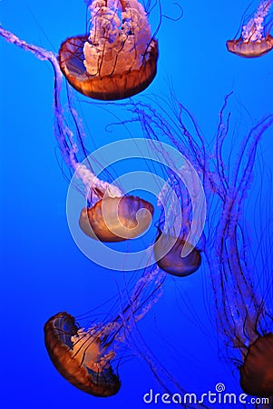 Jellyfish Collection - Dreamstime