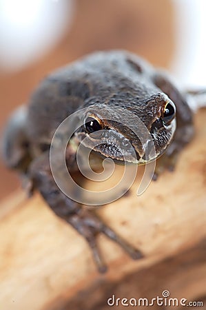 Pacific Tree Frog Stock Image | CartoonDealer.com #5059795