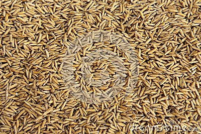 Paddy Husk Stock Photos - Image: 19434713