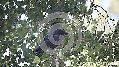 Pair of crows stock video footage. Video of nature, crows - 36029885