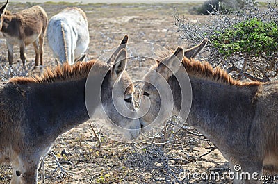 Pair Of Cuddling Donkeys In Aruba Stock Photography | CartoonDealer.com ...