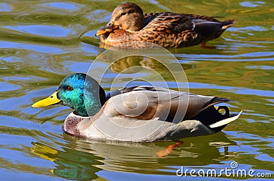 Pair Of Ducks Royalty Free Stock Photography - Image: 21786197