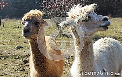 A pair of Lama in the sun stock image. Image of animal - 218858467