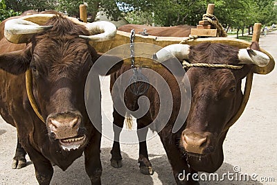 Pair Of Oxen With Yoke Royalty Free Stock Image - Image: 3157576