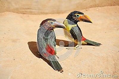 Pair Of Toucan Chicks Royalty Free Stock Image - Image: 9742866
