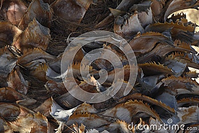 Palm Treee Bark Teeth Royalty-Free Stock Photo | CartoonDealer.com ...