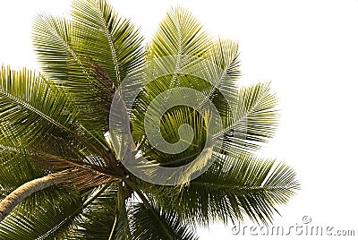 Palm Tree Close-up Isolated Royalty Free Stock Image - Image: 6221246