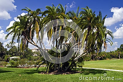 Palm Tree Cluster Stock Images - Image: 6450984