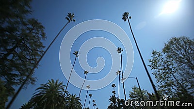 Palm Tree Drive stock footage. Video of lane, rays, peaceful - 39780110