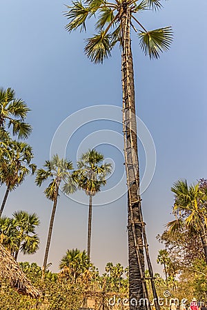 Palm Tree With A Ladder Stock Image | CartoonDealer.com #35312101