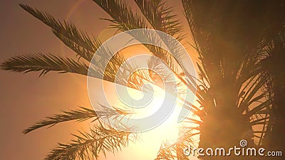 Palm Tree Leaves - Seamless Loop Stock Video - Video of blow, exotic ...