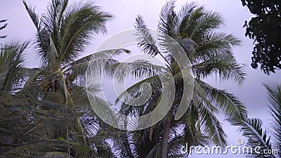 Palm Tree in Tropical Storm Winds. Stock Video - Video of hurricane ...