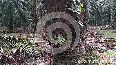 The Palm Tree Trunk Rotting with a Hole. Stock Footage - Video of dead ...