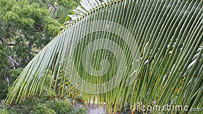 Palm tree wet from rain stock footage. Video of rainforestn - 171651092