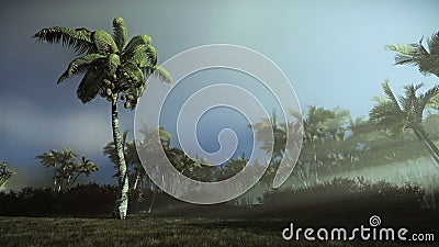 Palm Trees Blowing in the Wind, Morning Mist Stock Video - Video of ...