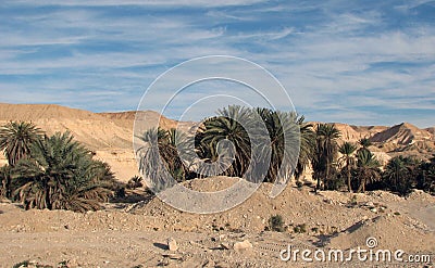 Palm Trees On Elim, Egypt Royalty-Free Stock Photography ...