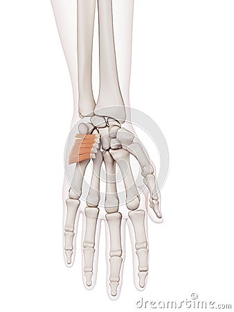 The Palmaris Brevis Stock Illustration - Image: 57548522