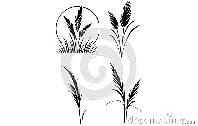 Pampas Grass Silhouette, Pampas Grass Vector Silhouette | CartoonDealer ...