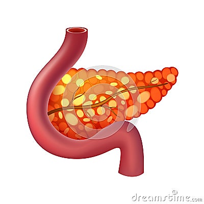 Pancreas Of Human . Digestive System . Realistic Design . Isolated ...