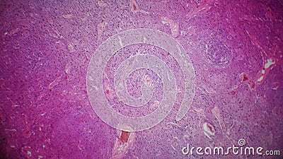 Pancreas Section Under The Microscope Stock Photo | CartoonDealer.com ...