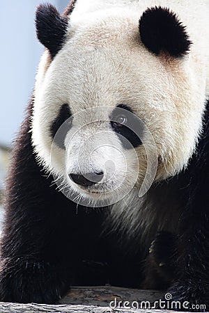 Panda Royalty Free Stock Image - Image: 4681776