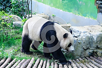 Panda Walking Royalty Free Stock Photos - Image: 34590158