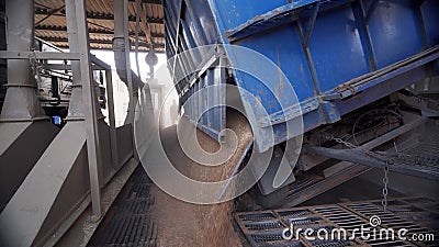 Panorama of Unloading Grain Trucks at Elevator on Elevating Hydraulic ...