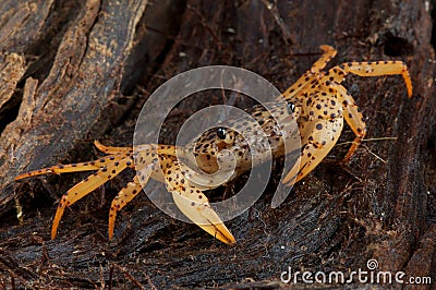 Panther Crab Royalty Free Stock Photos - Image: 15684718