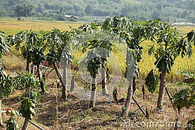 Papaya Farming Royalty Free Stock Photo - Image: 18156765