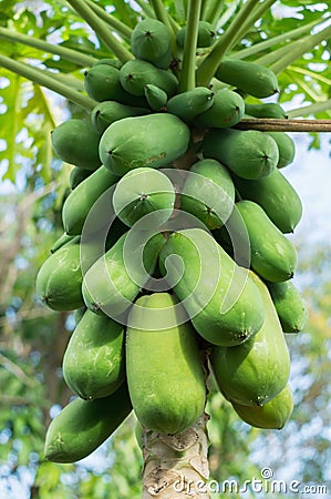 Papaya Fruit On Tree Royalty Free Stock Images - Image: 35719419