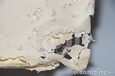 Paper Swallowed With Silverfish. Traces Of Wrecking Silverfish On Vinyl ...