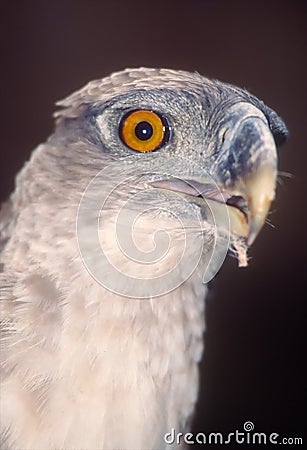 Papuan Harpy Eagle Stock Photo | CartoonDealer.com #24546810