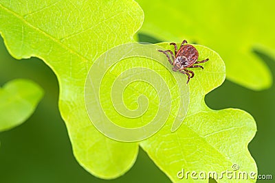 Parasite Mite Sitting On A Green Oak Leaf. Danger Of Tick Bite. Stock ...