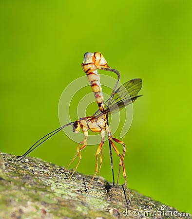 Parasitical Wasp Laying Eggs Stock Image - Image: 8781515