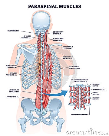Paraspinal Muscles As Erector Spinae Or Back Muscular System Outline ...