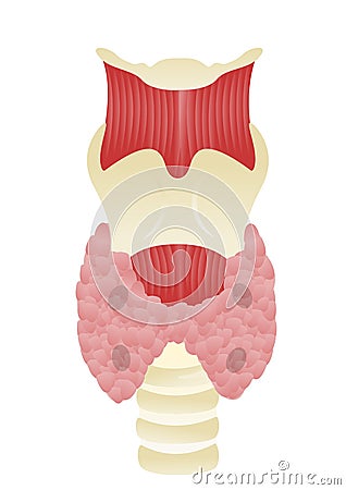 Parathyroid Gland Vector Illustration | CartoonDealer.com #22285374