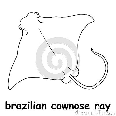 Kids Line Illustration Coloring Brazilian Cownose Ray. Animal Are Just ...