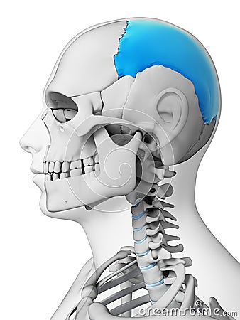 Parietal Bone Stock Illustration | CartoonDealer.com #30721735