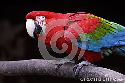 Parot Royalty Free Stock Images - Image: 7441389
