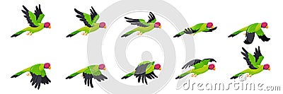 Parrot Animation. Animated Parrots Flight, Flying Bird Loop Sequence ...