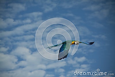 Parrot Flying Stock Photos - Image: 17565773
