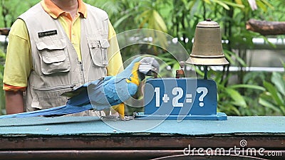 Parrot Show in Bird Park stock footage. Video of bird - 95535906