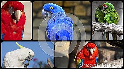 Parrots, collage stock video. Video of colorful, cacatua - 48507445