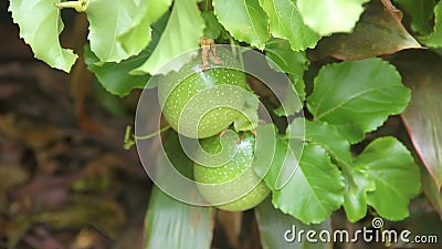 Passievrucht stock video. Video of greep, altijdgroen - 37179103