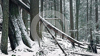 Passing Fallen Logs in Snowy Winter Forest Stock Footage - Video of ...
