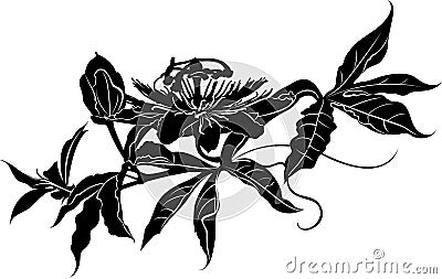 Passionflower. Passiflora Passionflower. Passion Flower Vector ...