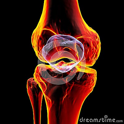 Patella Anatomy, 3D Illustration Royalty-Free Cartoon | CartoonDealer ...
