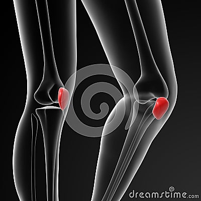 Female Anterior View Stock Illustrations – 189 Female Anterior View ...