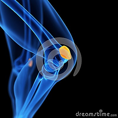 The Patella Stock Illustration | CartoonDealer.com #45381760